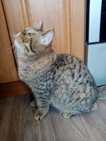 Котик экзот