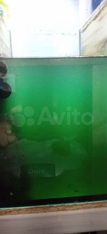 Фитопланктон