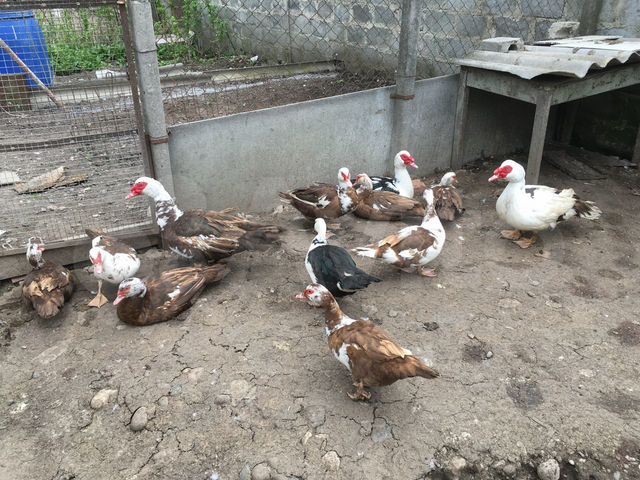 Инкубационное яйцо индоутки