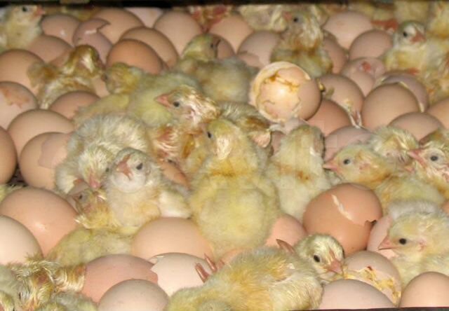 Цыпленок бройлер