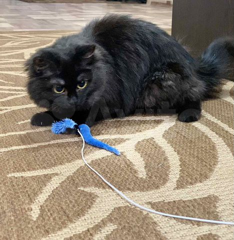 Дом для пушистой чернушки Мони