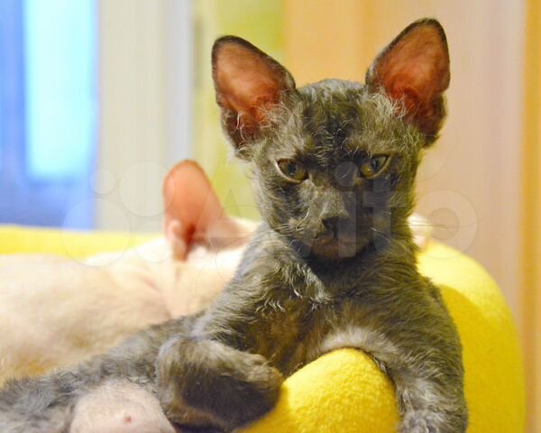 Кудрявый чёрный малыш