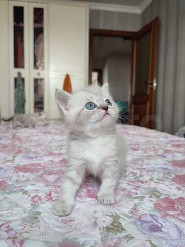 Котята от шотландского папы