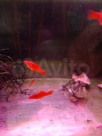 Меченосцы молодые 3-4 см