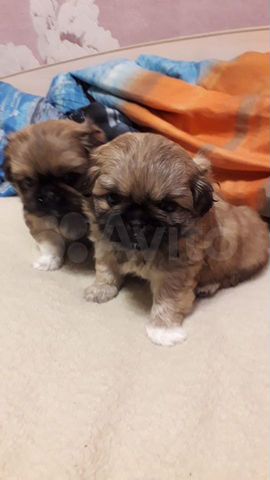 Щенки пекинеса