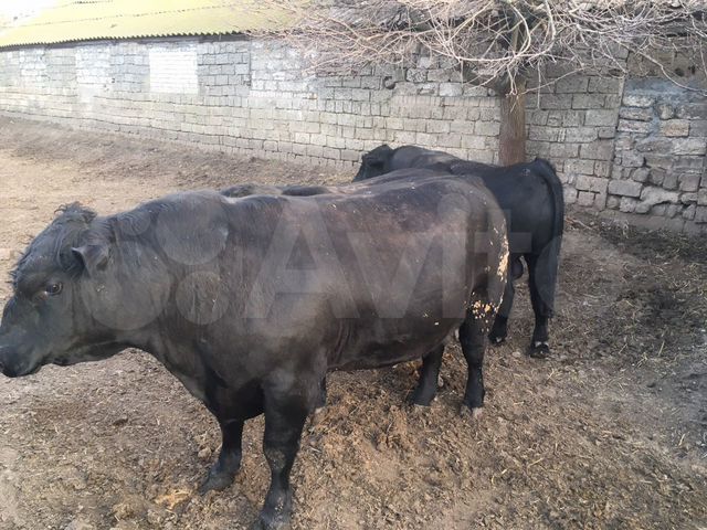 Быкы абердины на породу цена 150