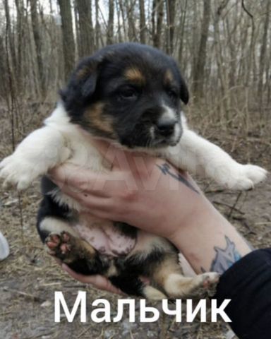 Собаки