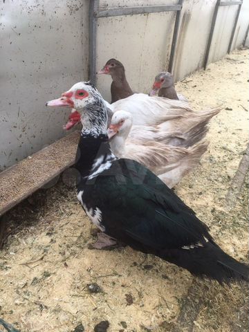 Молодой селезень мускусной утки (Индоутки)