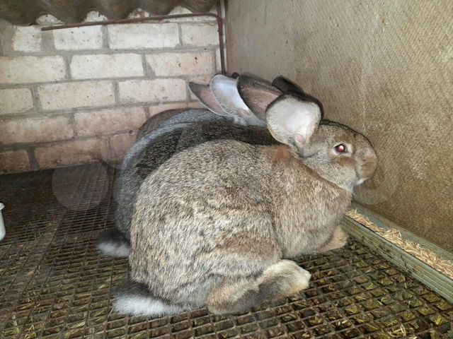 Продам кроликов помесь фландера с великаном самцы